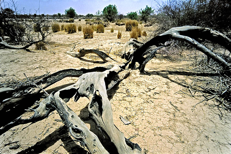 Sahel Drought Tree (Sècheresse), photography, film 24x36, 35mm by ...